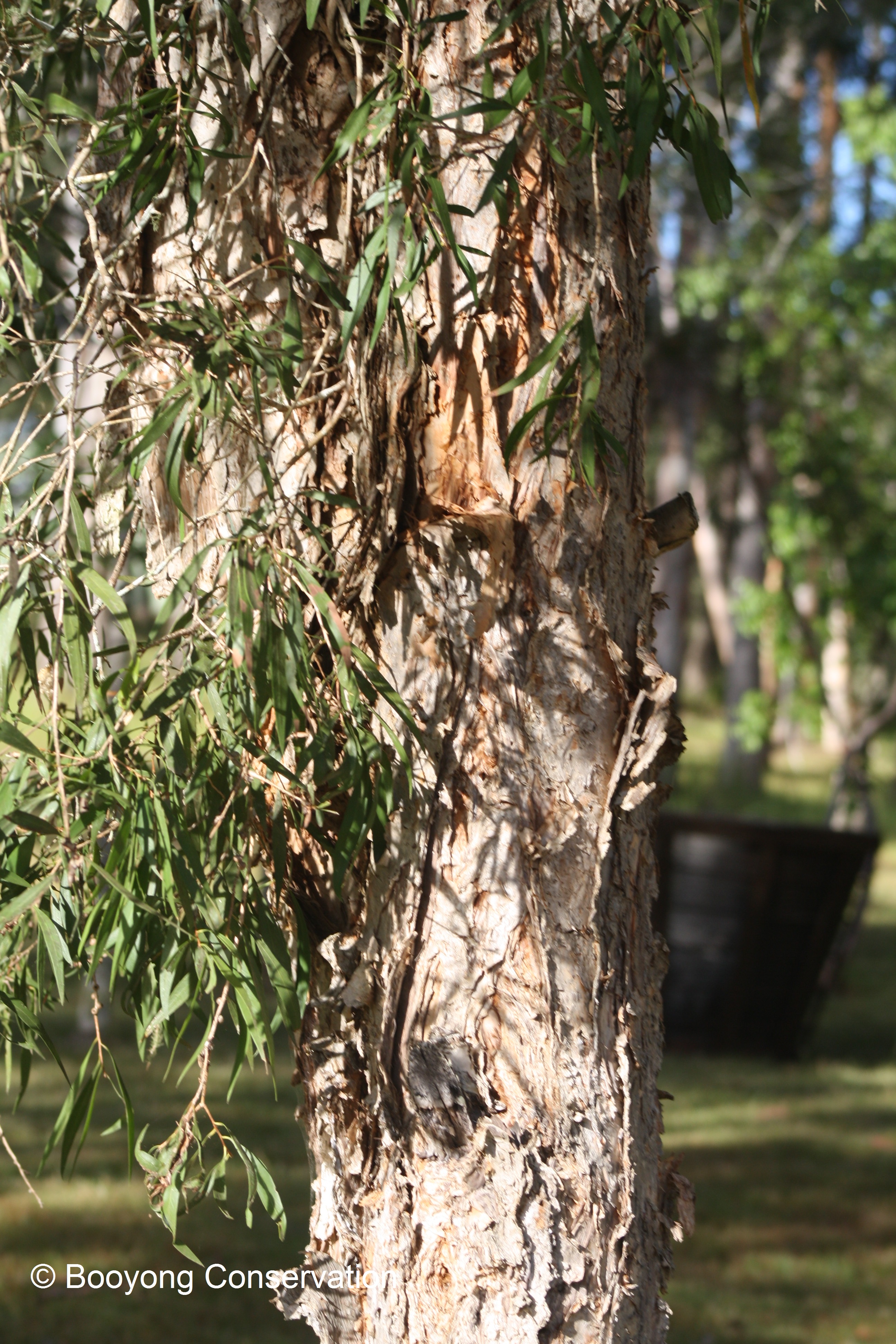 Willow Bottlebrush (2)