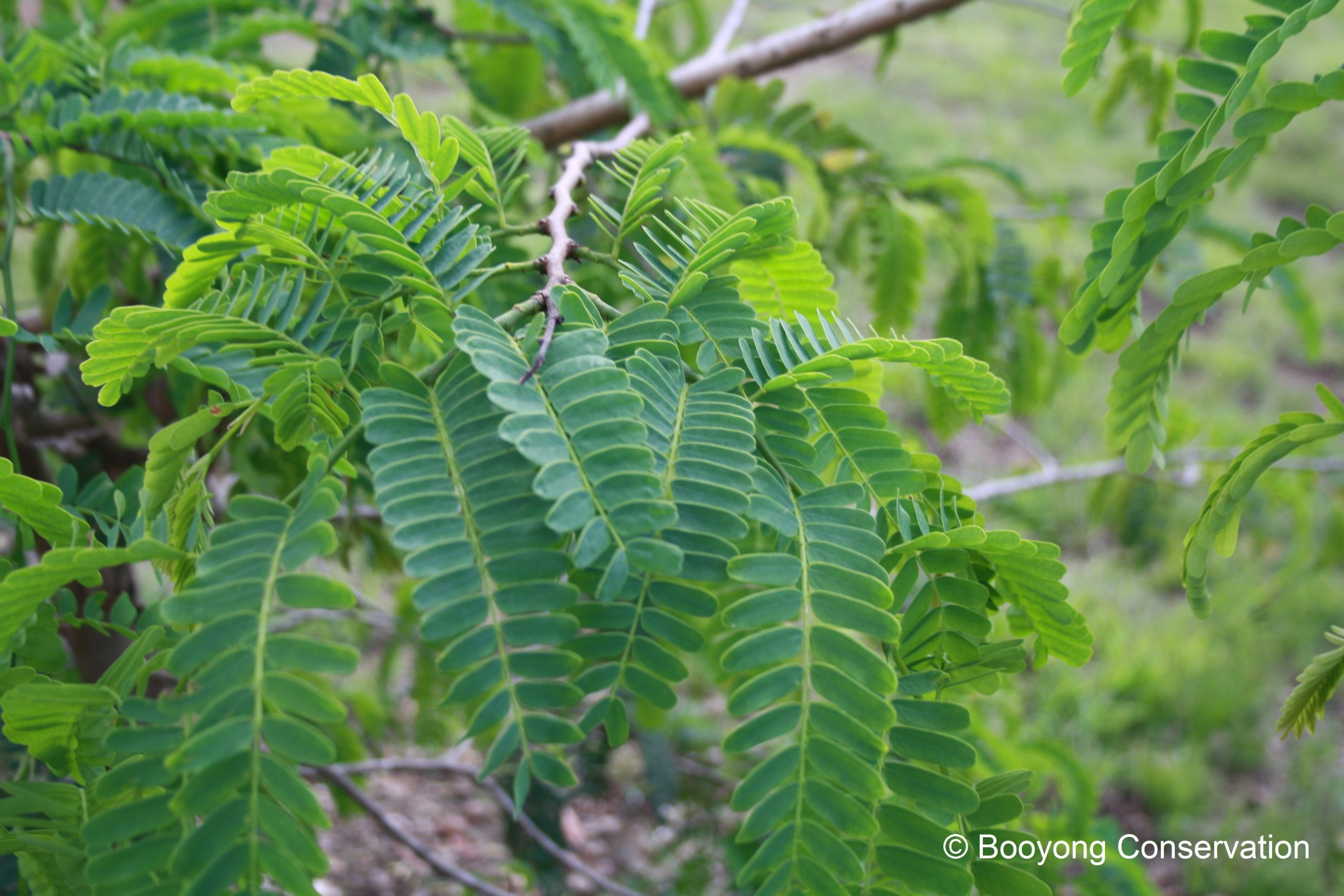 Tamarind Indica Tree Tamarind Indica Tree