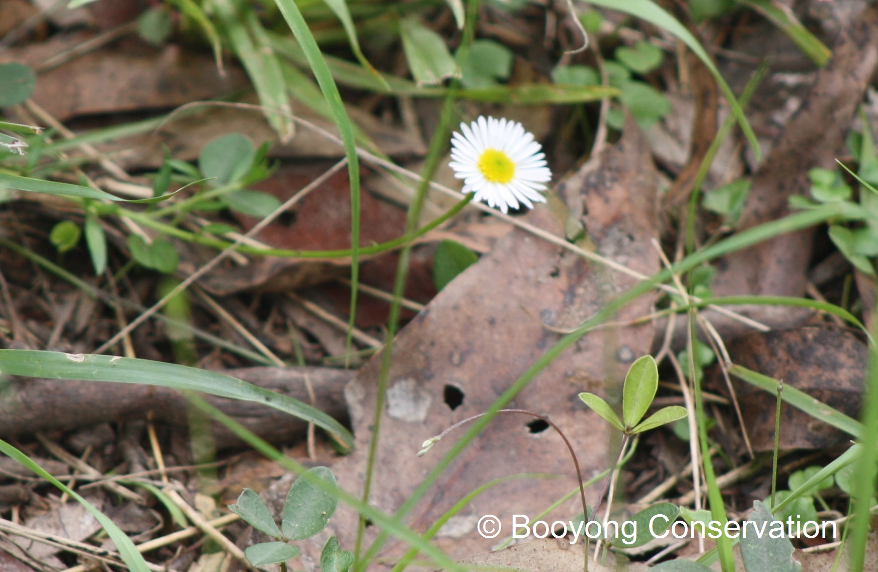 Unidentified – White flower