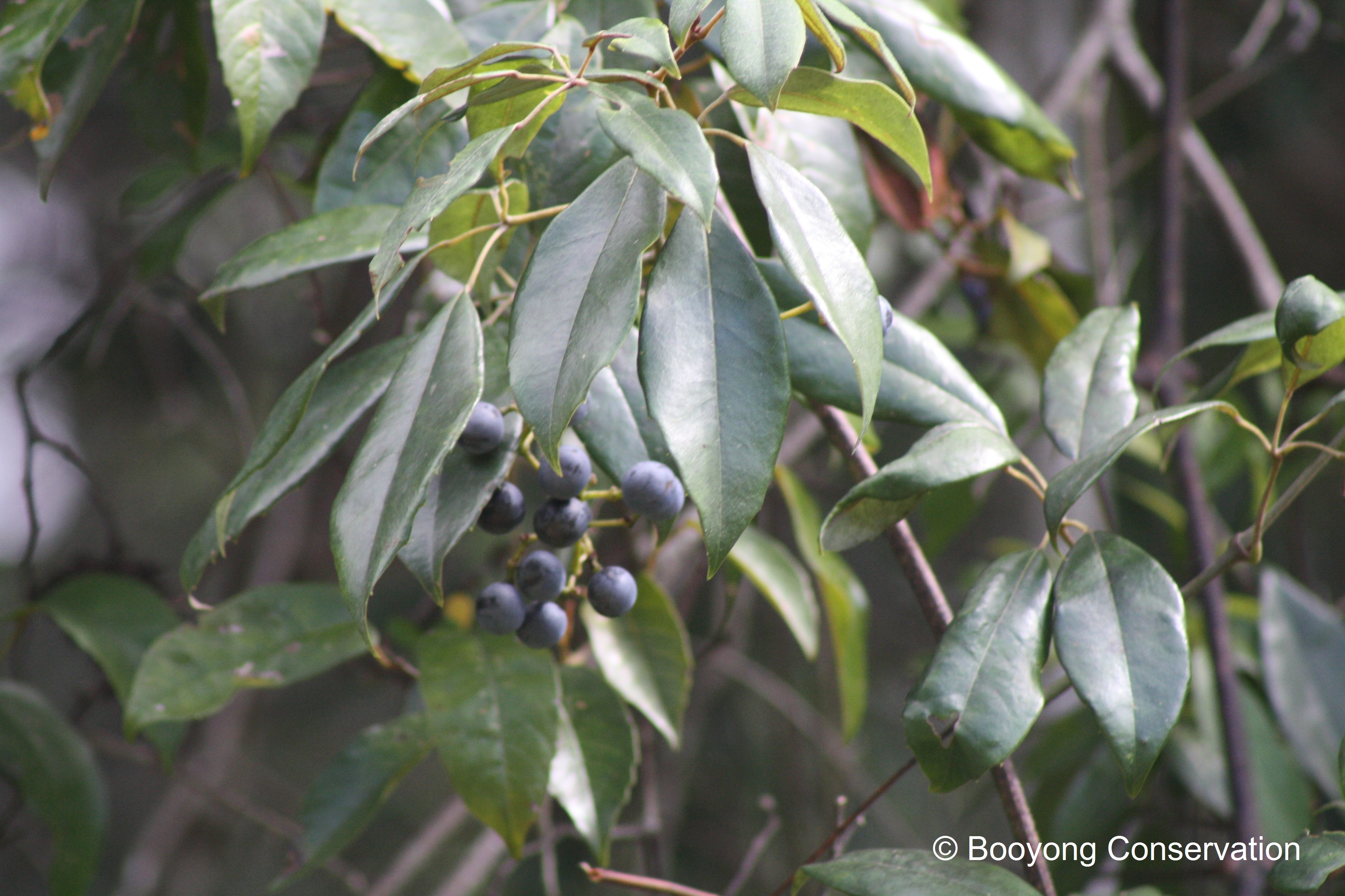Water Vine -Cissus hypoglauca