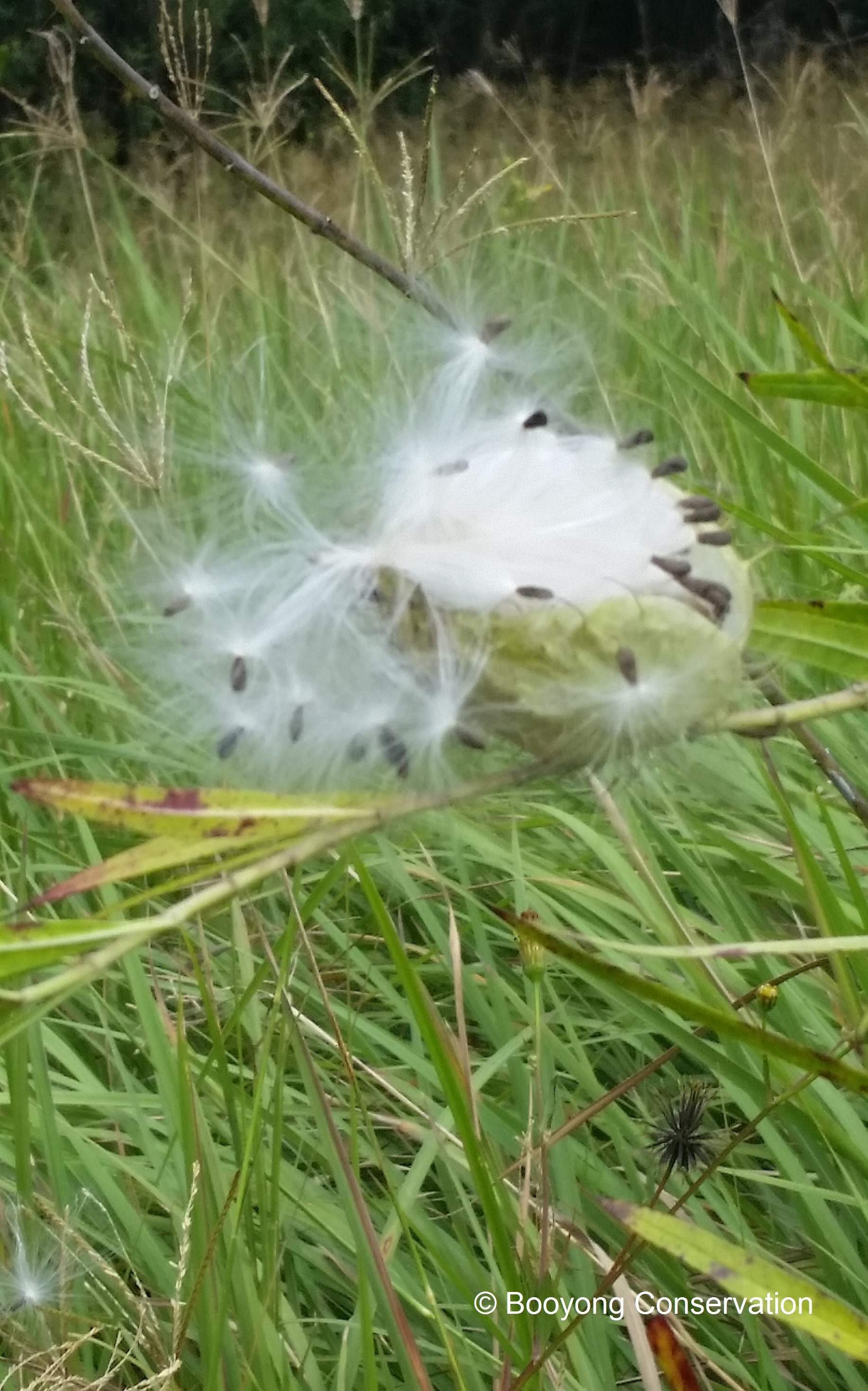 Cotton Weed Seeds
