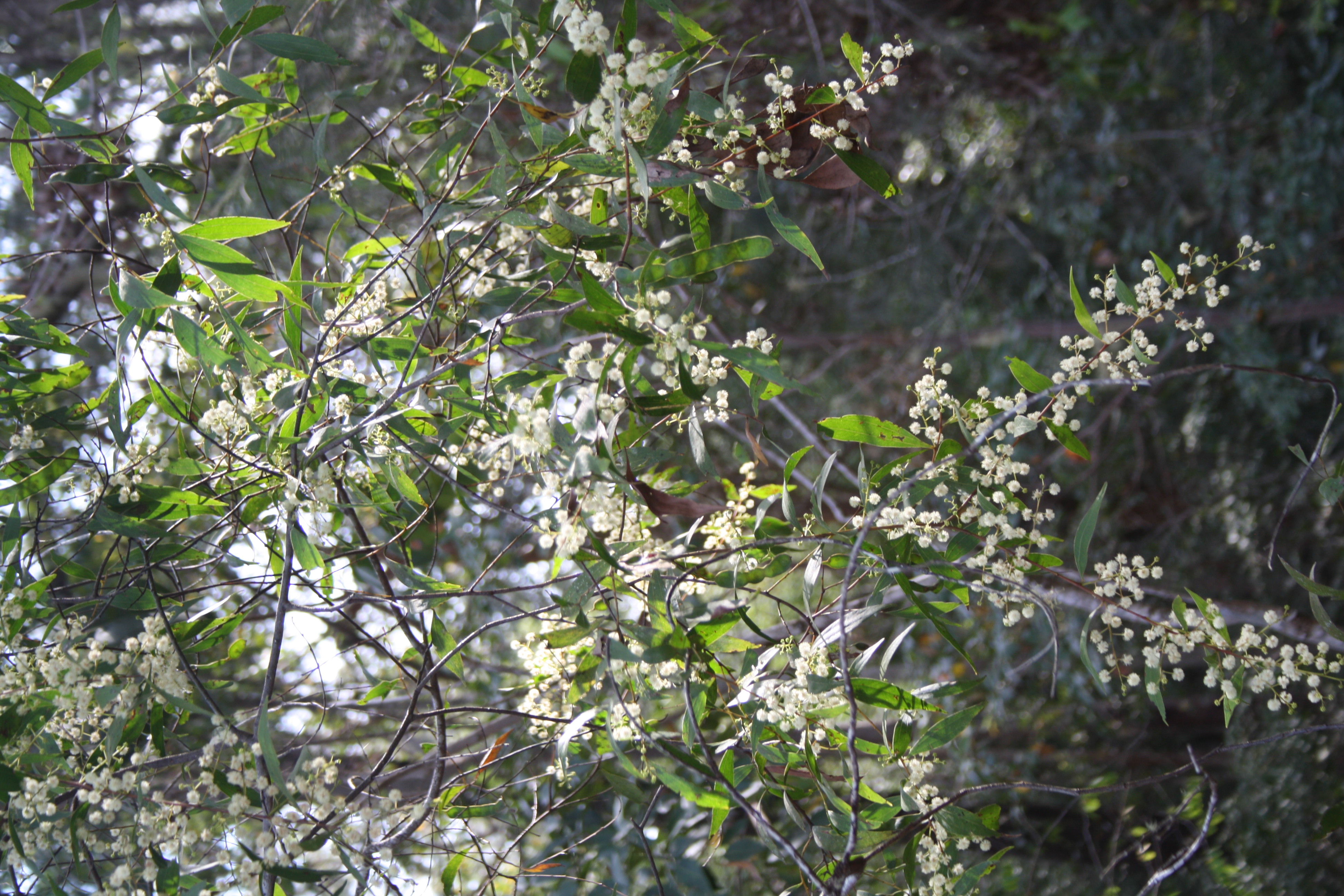 white-wattle