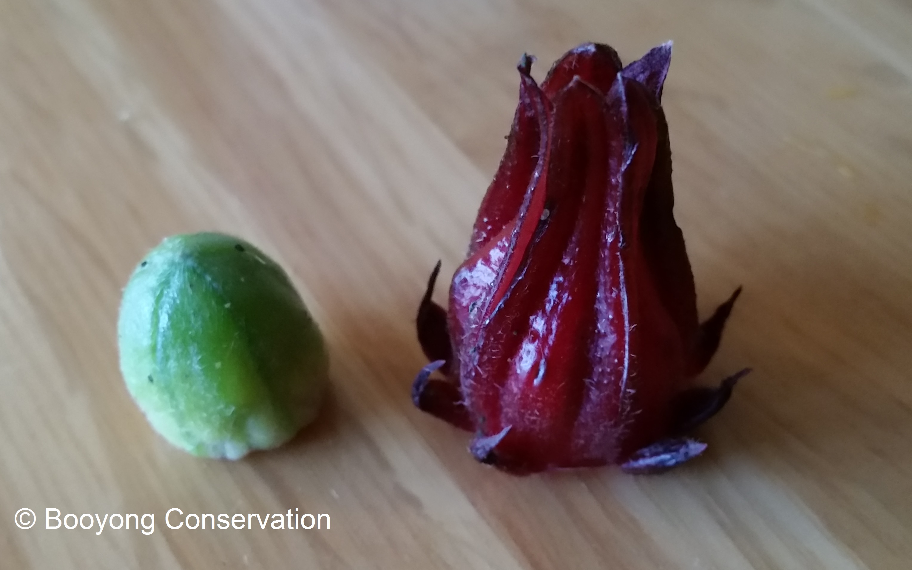 Rosella Seed Pod and Calyx