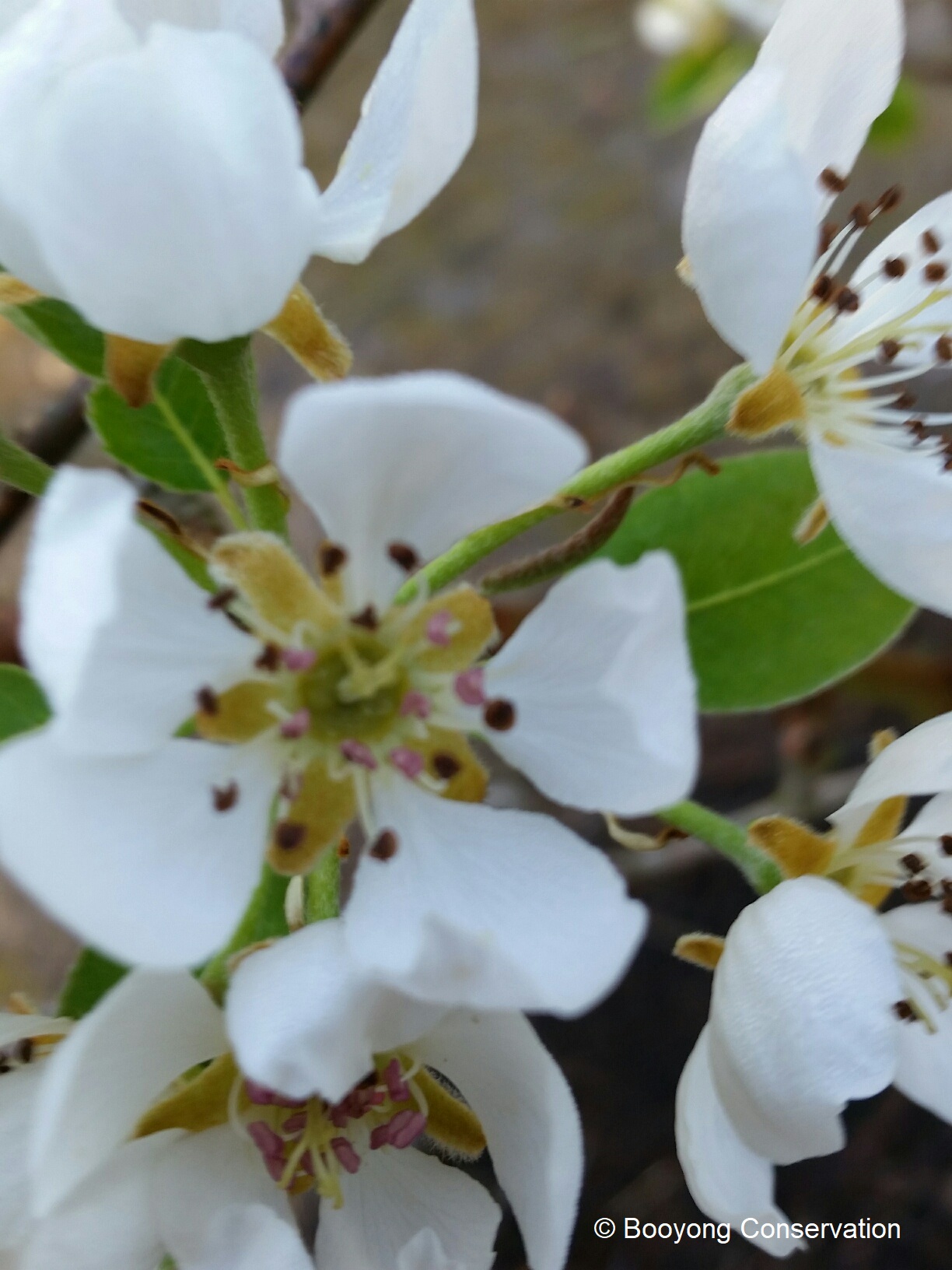 Pear Flower