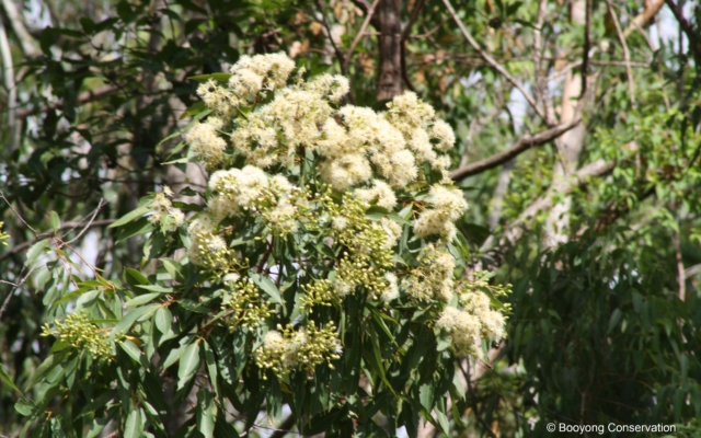 Booyong – Trees
