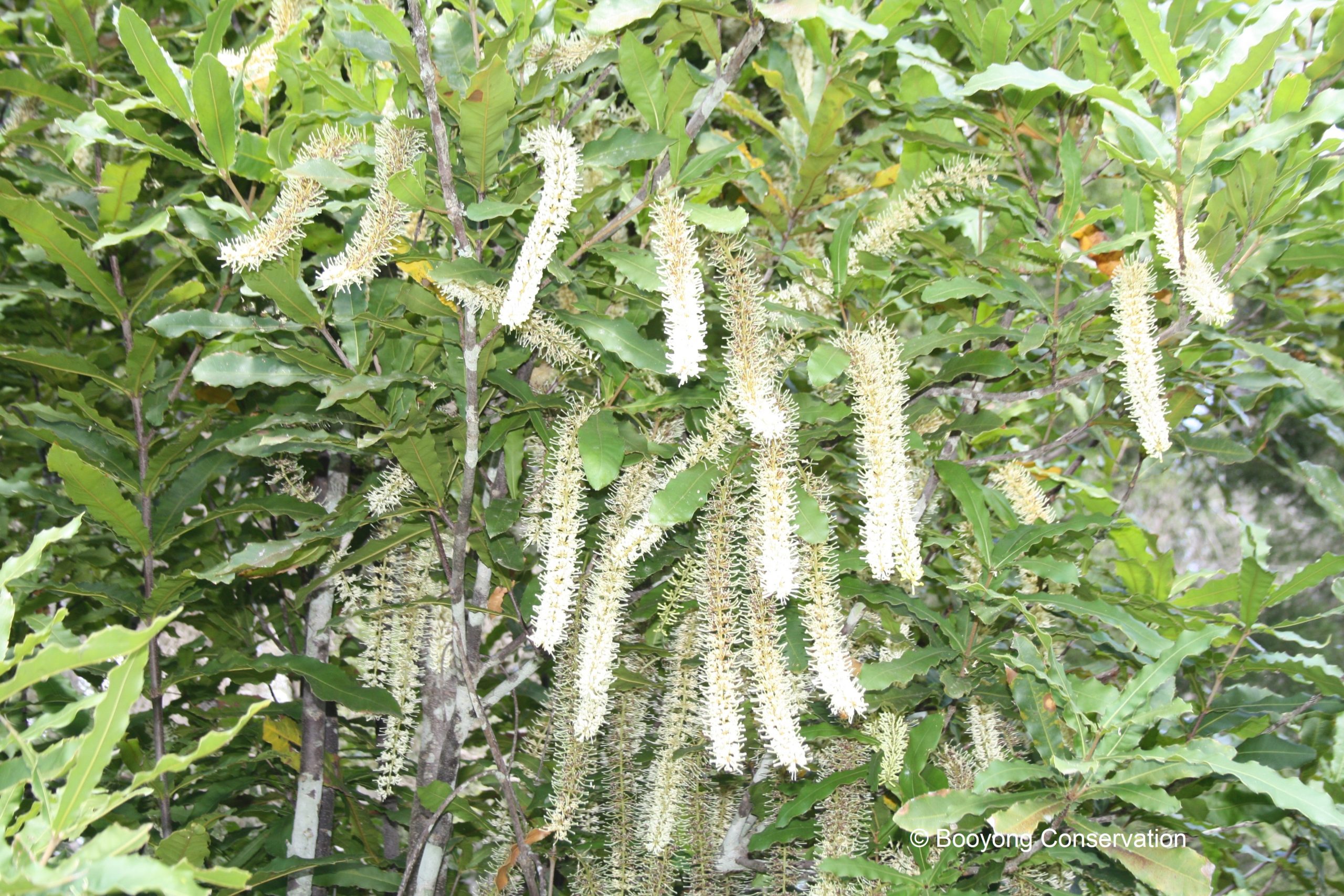 Macadamia Intergrifolia