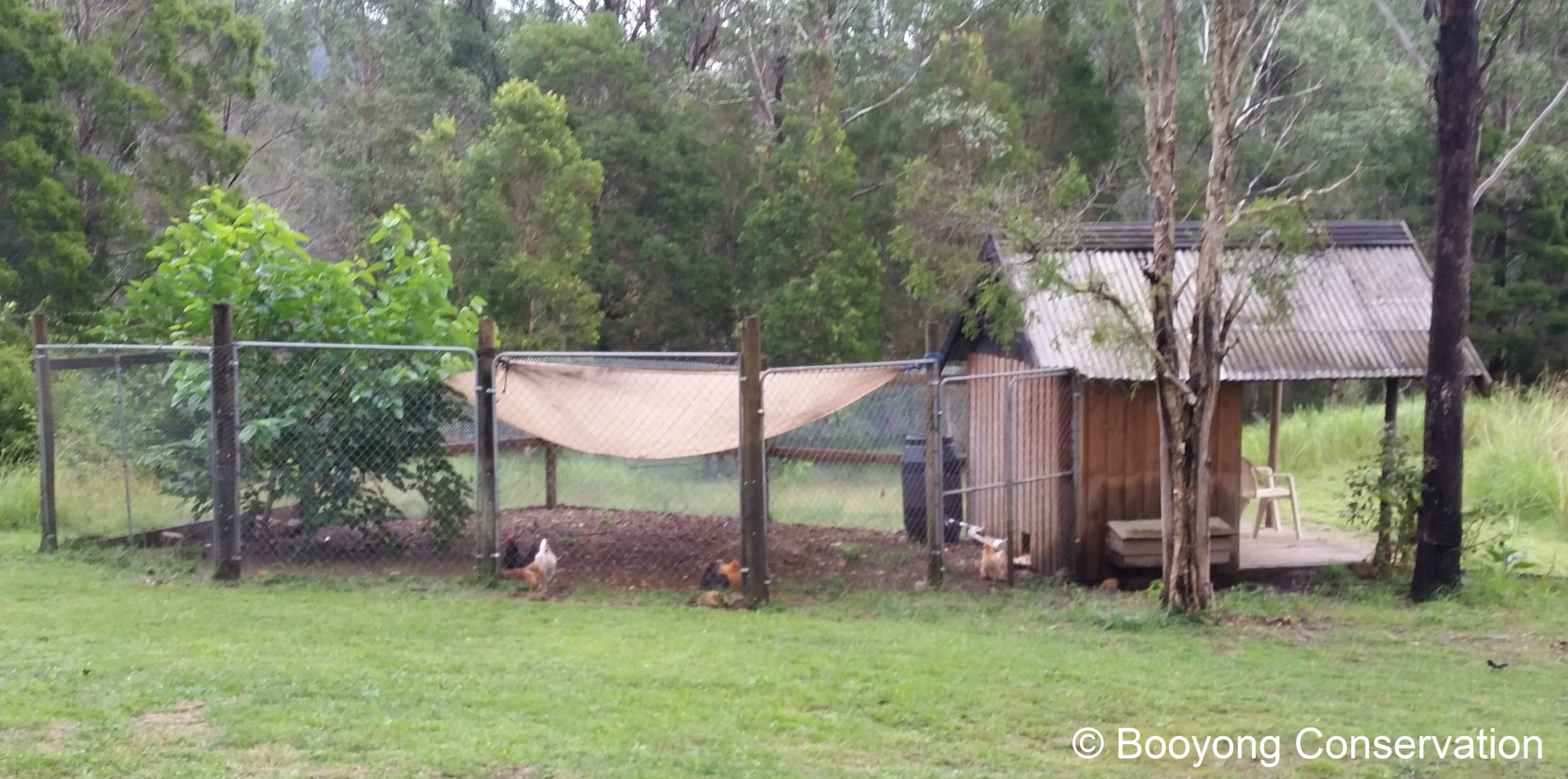 Chook Shed
