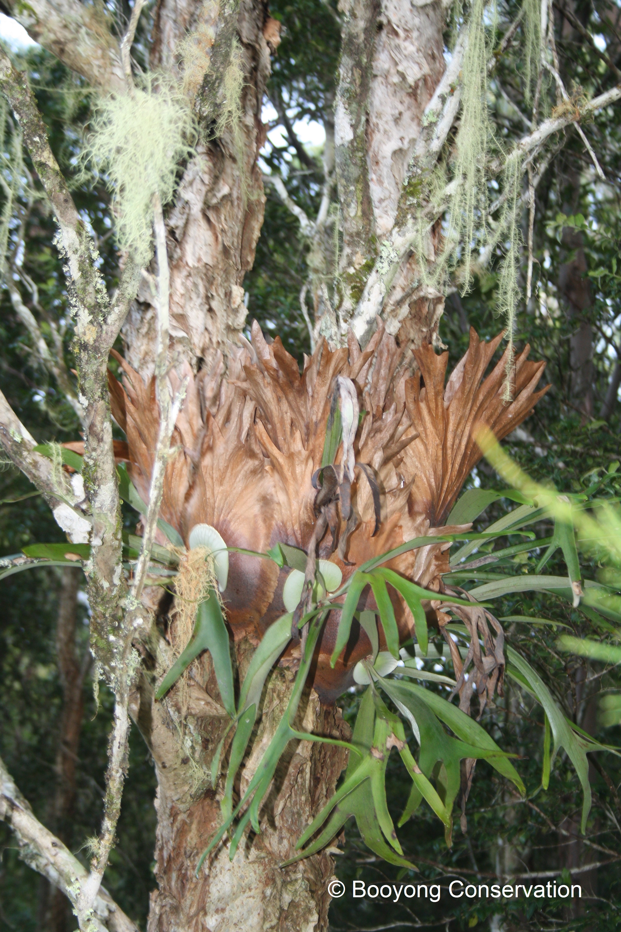 Elkhorn in Paperbark Tree