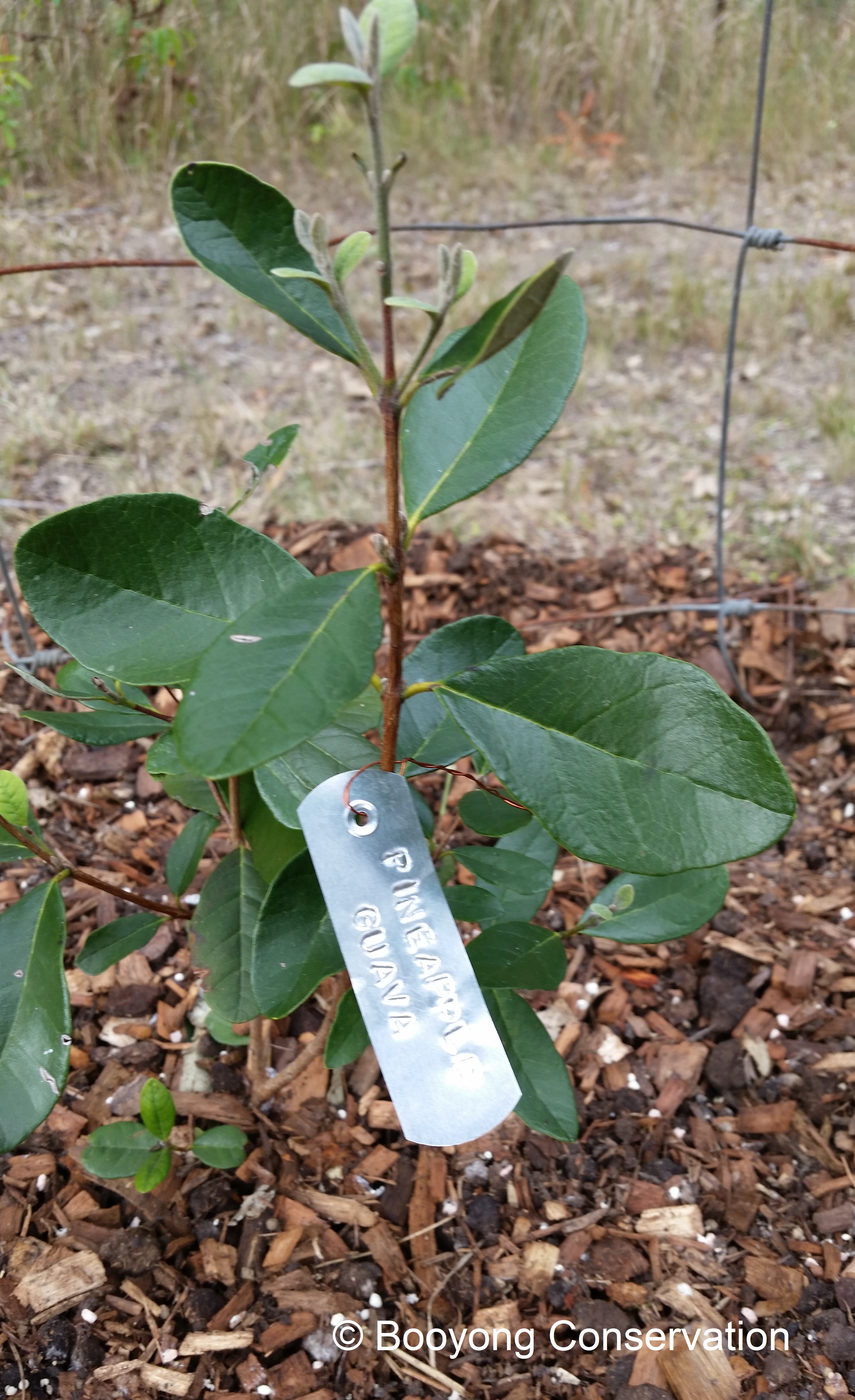 Pineapple Guava with tag