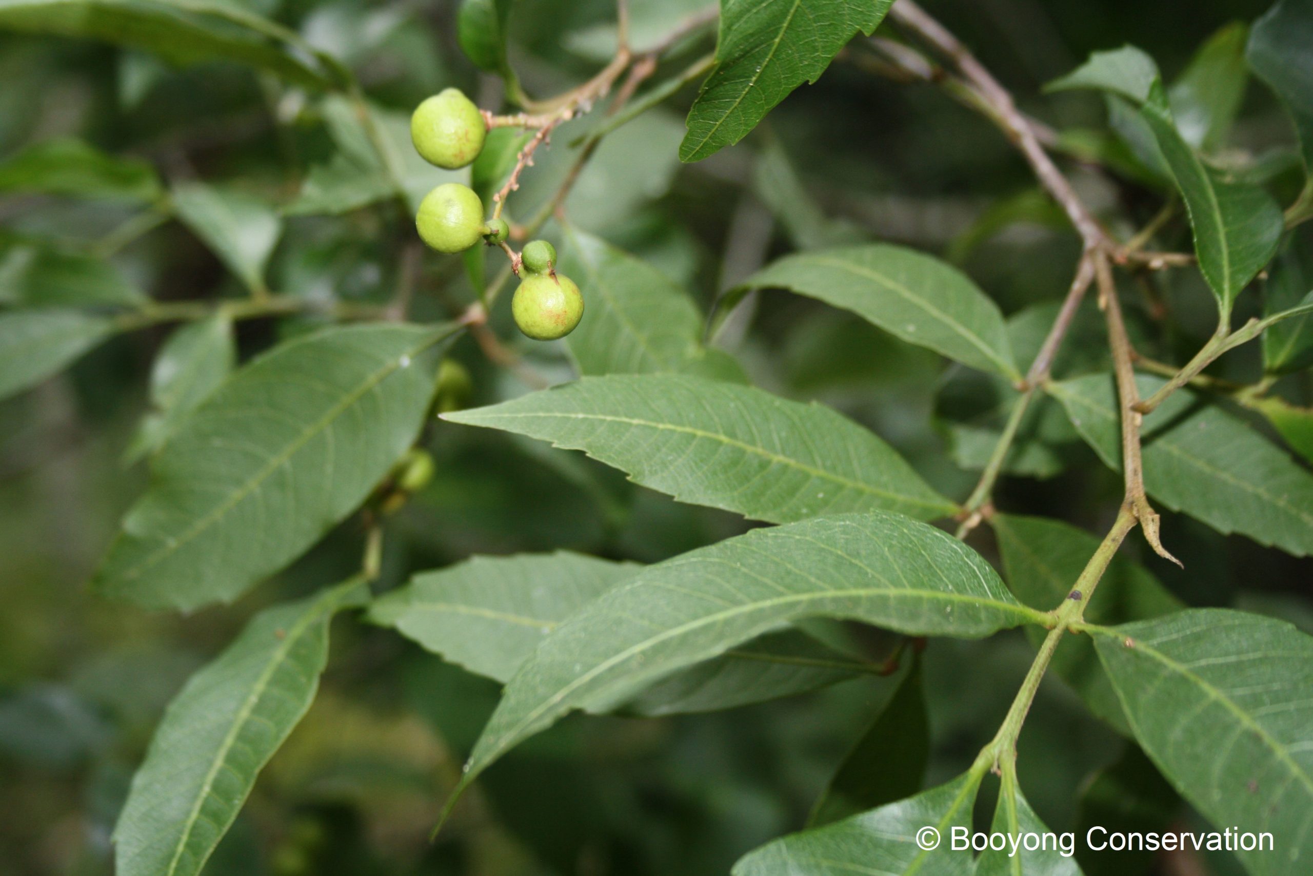 Alectryon subcinereus (Native Quince) (3)